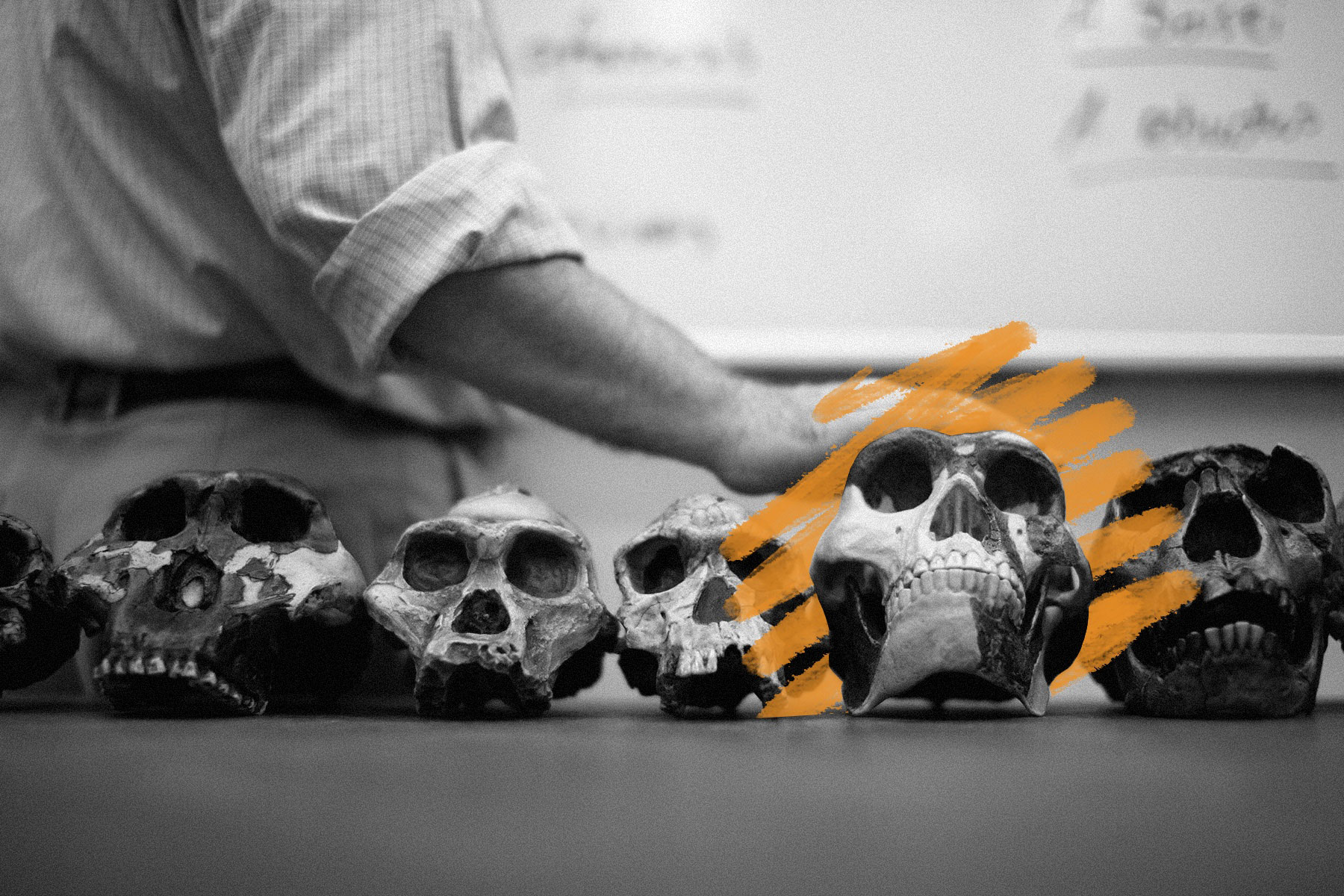 Around 21 human species have lived on Earth. — History Facts