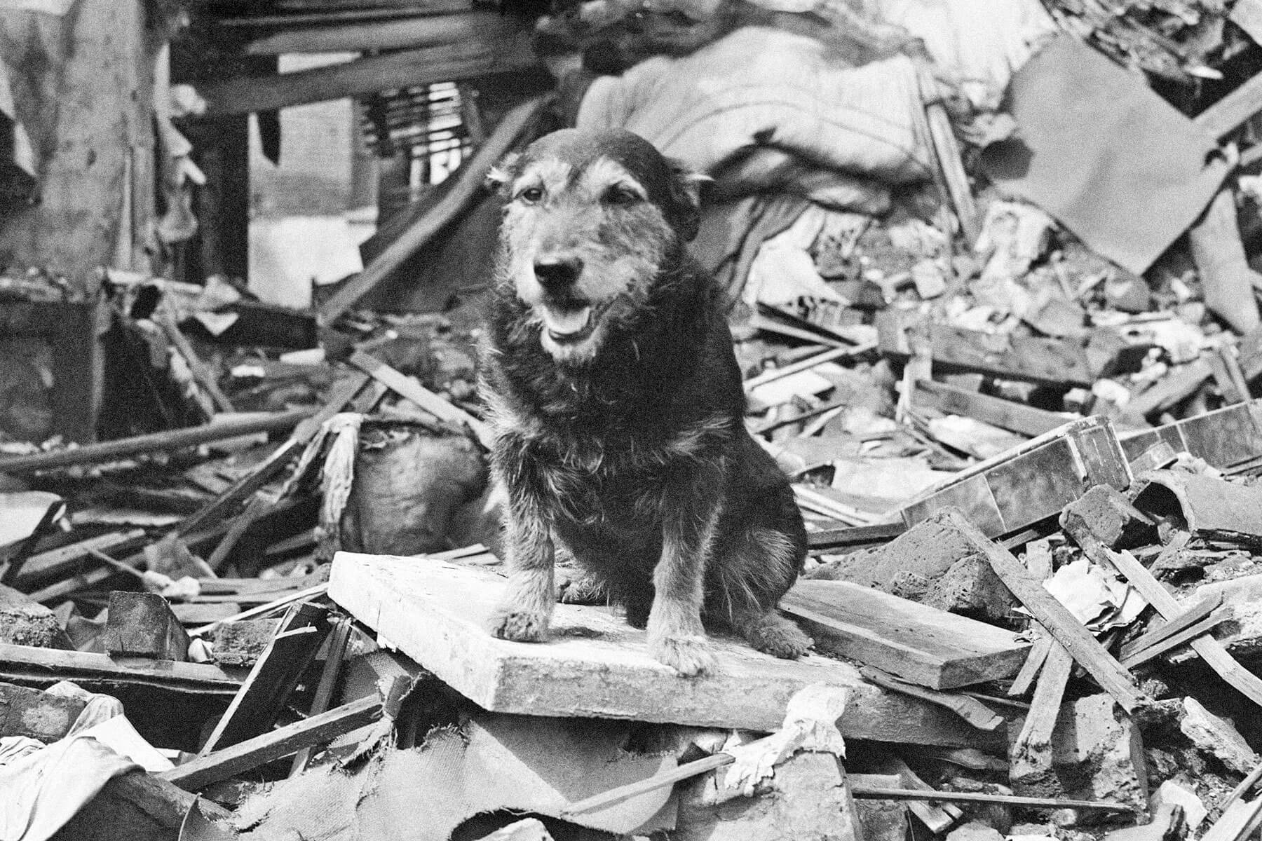 The Heroic Stories of 6 Wartime Animals — History Facts