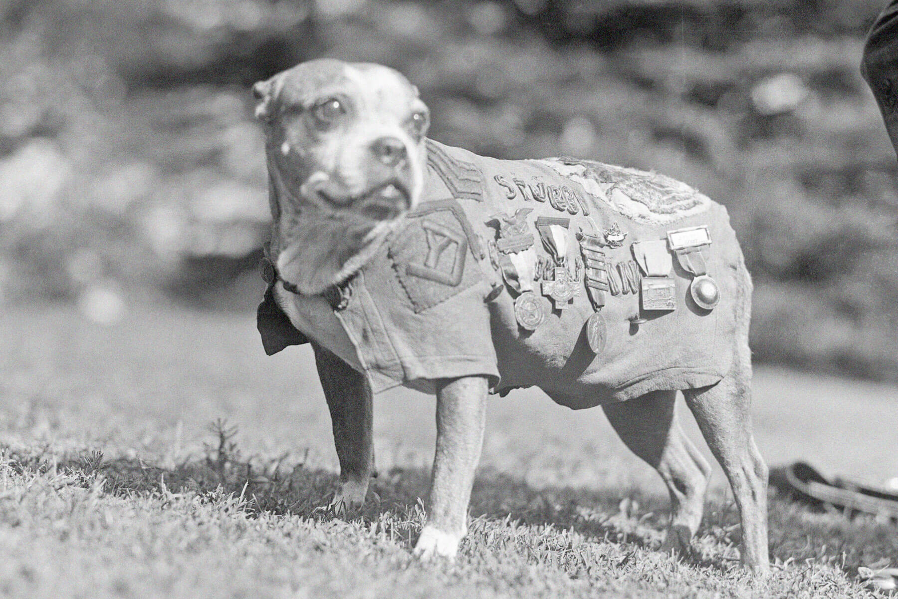 8 of the Most Heroic Dogs in History — History Facts