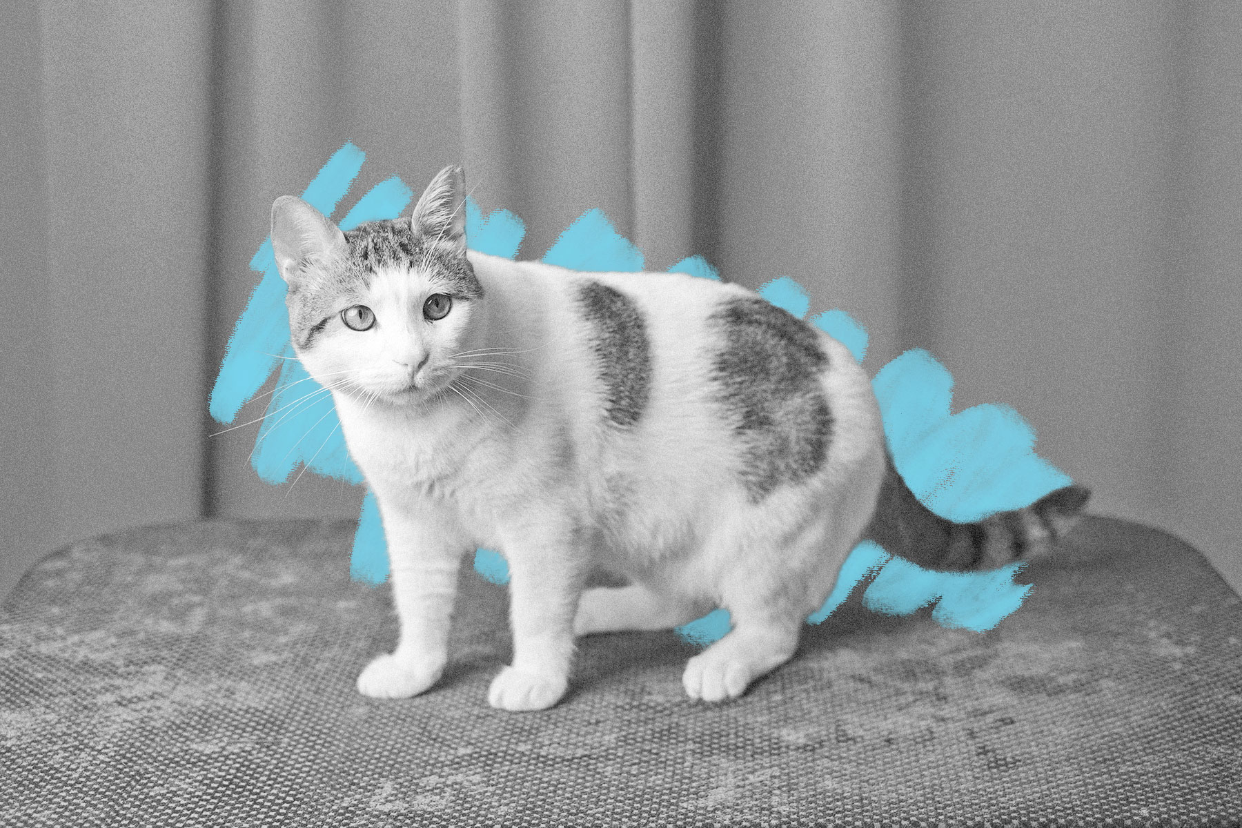 The CIA spent millions training cats to be spies. — History Facts