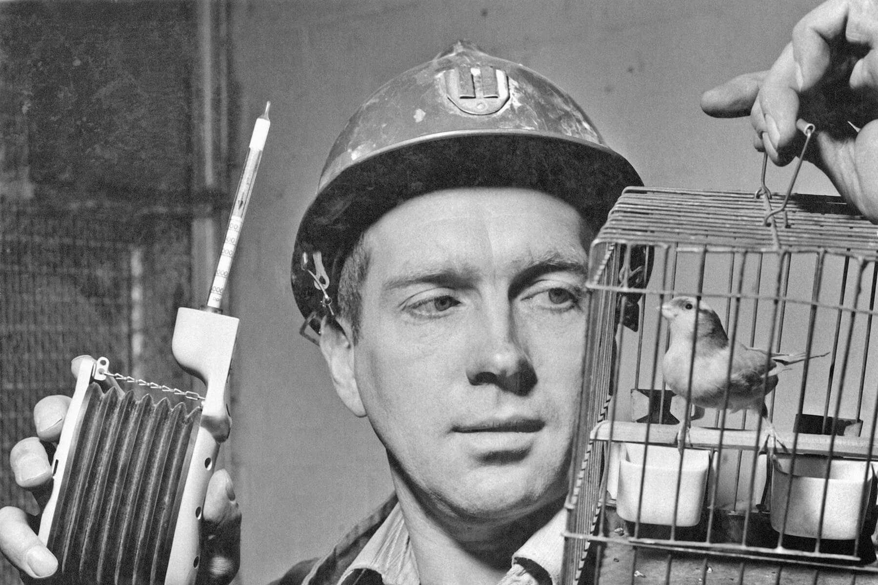 How Did the Canary Come To Be Associated With Coal Mines? — History Facts