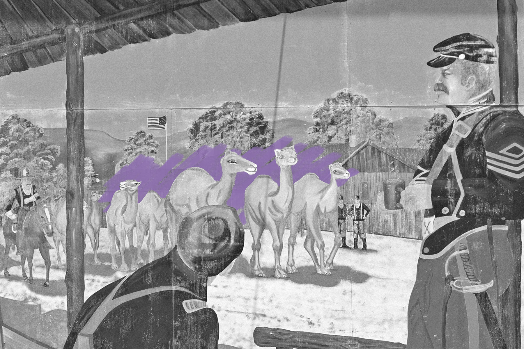 The U.S. military used camels to explore the Southwest. — History Facts