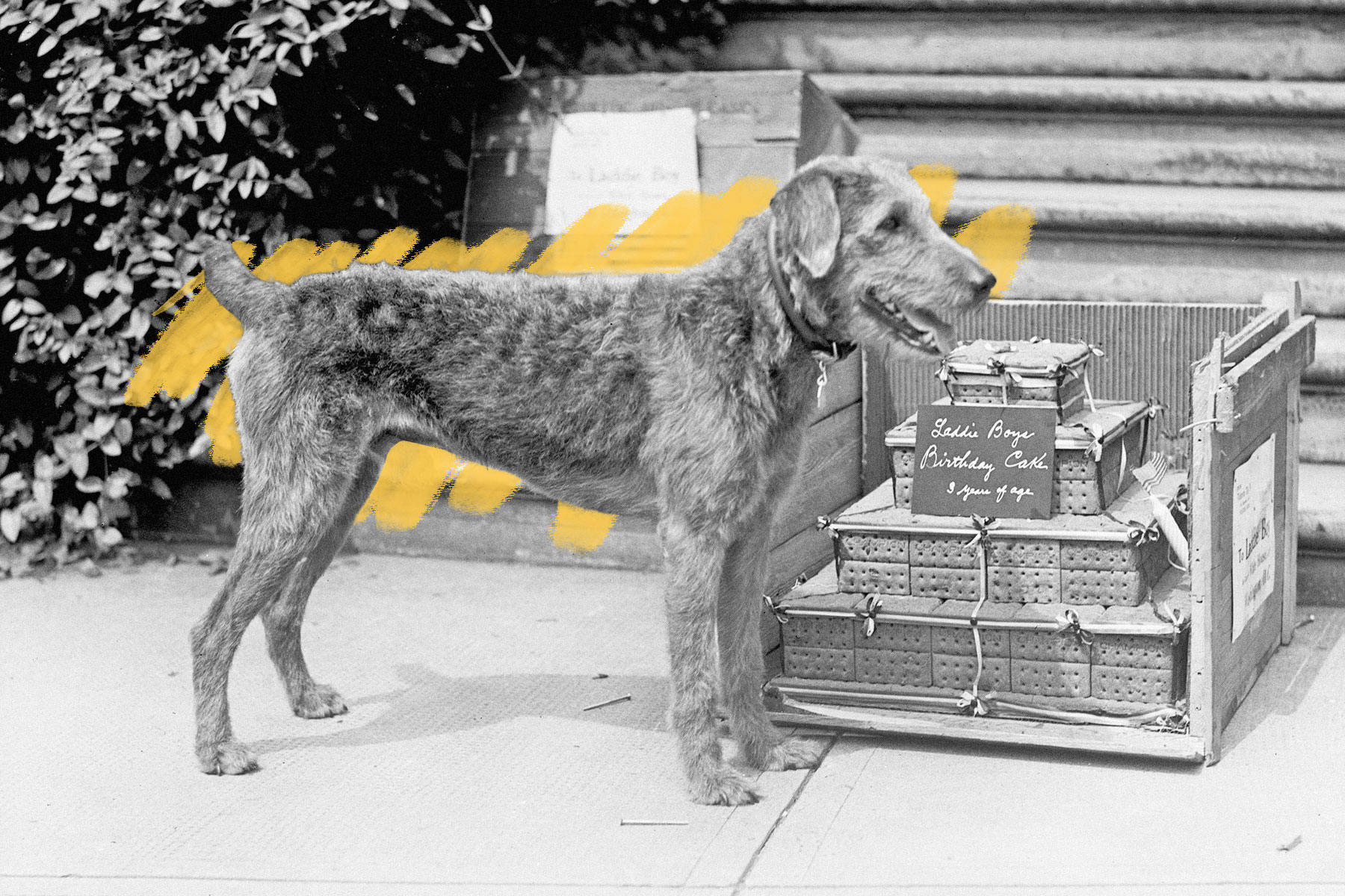 Warren G. Harding’s dog sat in on Cabinet meetings. — History Facts