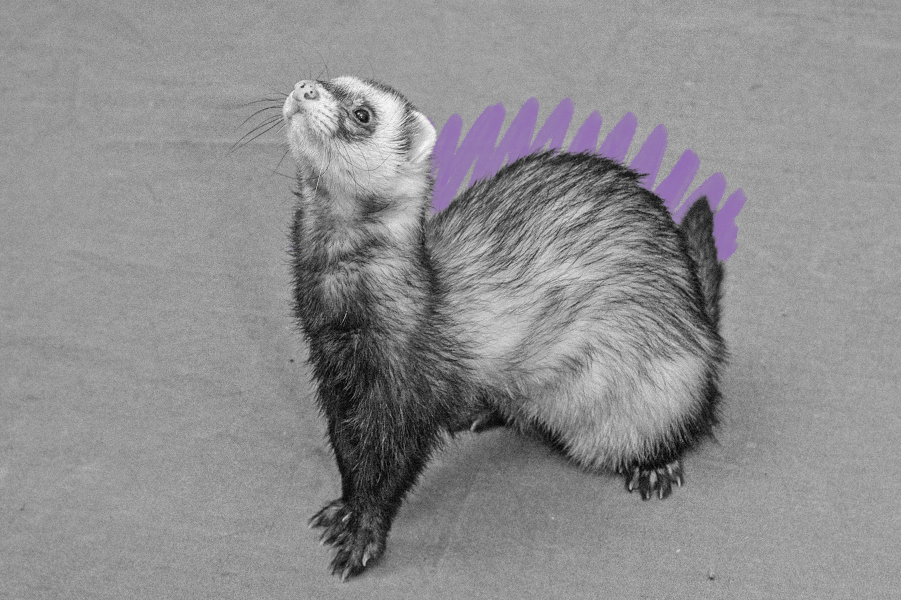 Ferrets were a popular pet in ancient Rome. — History Facts